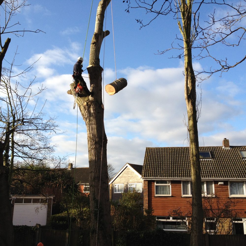 Tree Pollard: How to Properly Prune Your Trees - Kent Tree Care